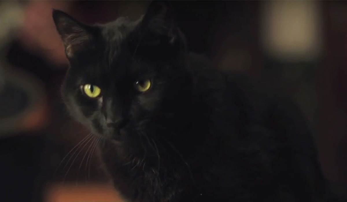 ¿Quién es la voz de Salem, el gato de Sabrina? - Series - El Spoiler Geek